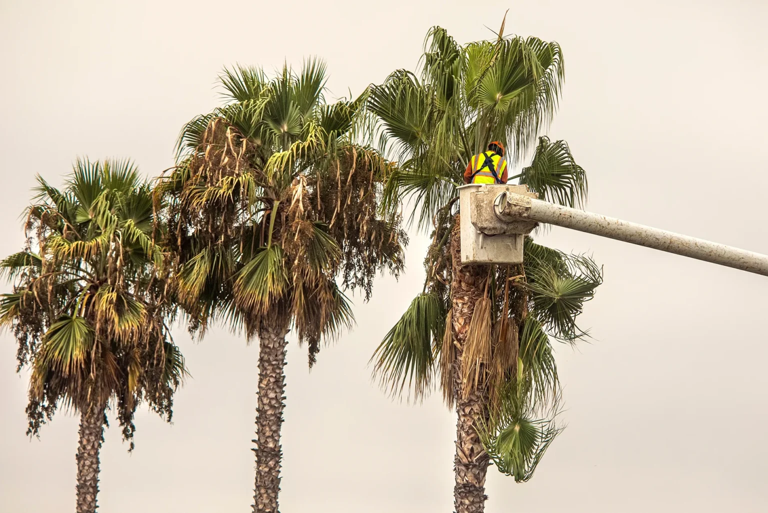 Economy Tree Inc Service Area - Santa Barbara County